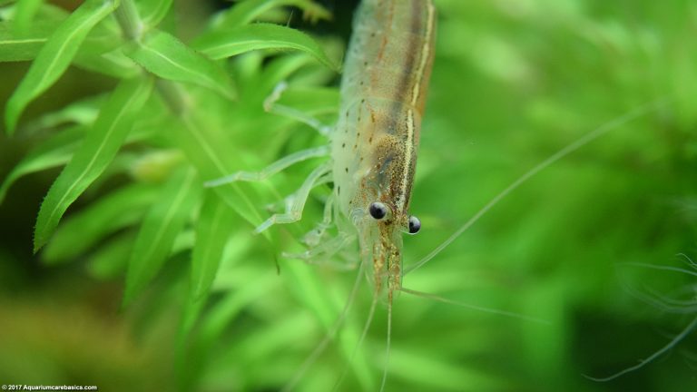 Amano Shrimp Care, Feeding, Algae Eating, Size, Lifespan - Video