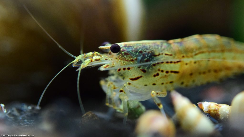 Amano Shrimp Care, Feeding, Algae Eating, Size, Lifespan - Video