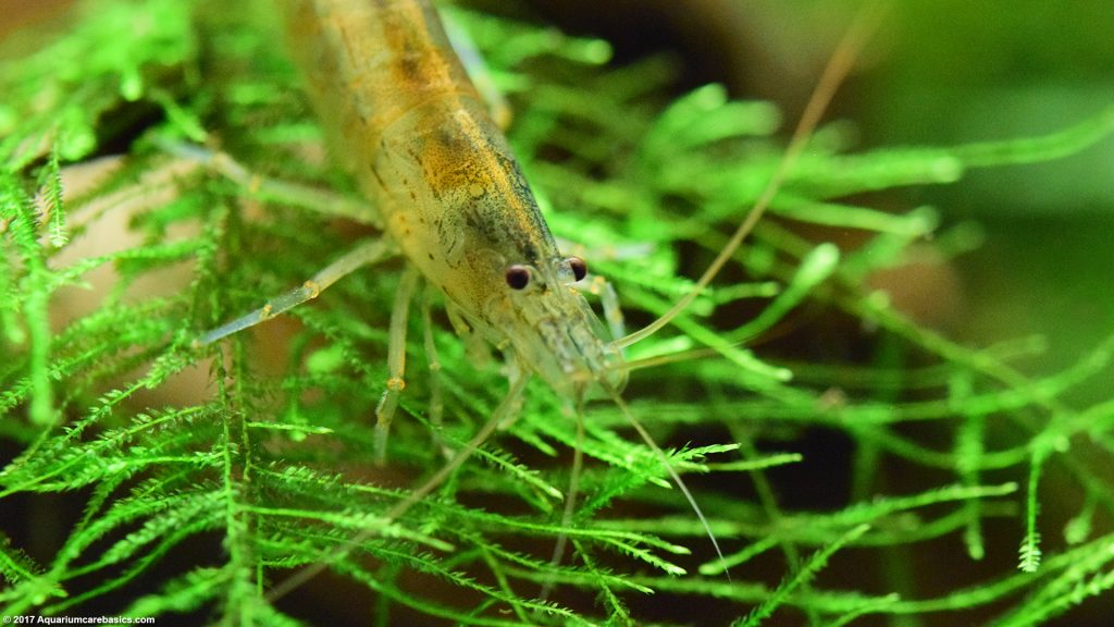 Amano Shrimp Care, Feeding, Algae Eating, Size, Lifespan - Video