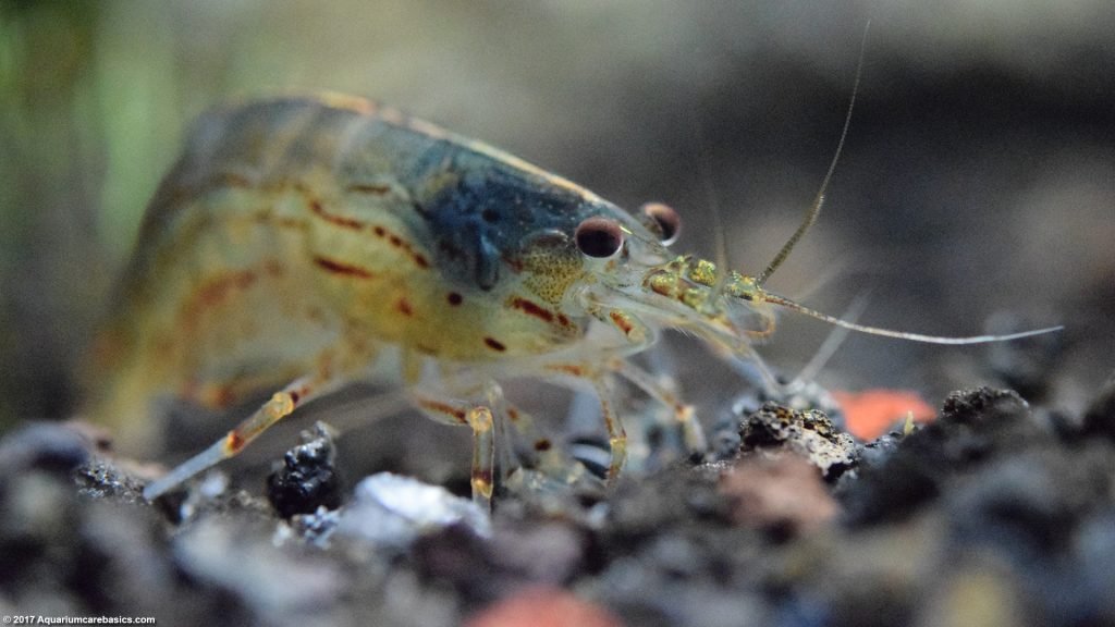 Amano Shrimp Care, Feeding, Algae Eating, Size, Lifespan - Video