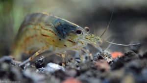 Amano Shrimp Care, Feeding, Algae Eating, Size, Lifespan - Video