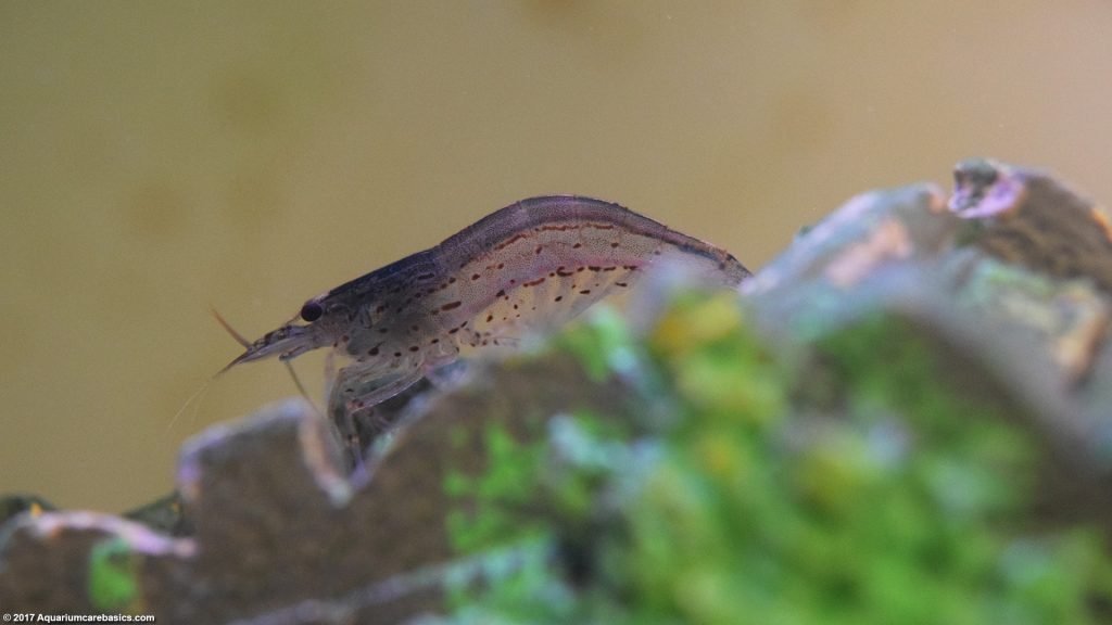 Amano Shrimp Care, Feeding, Algae Eating, Size, Lifespan - Video