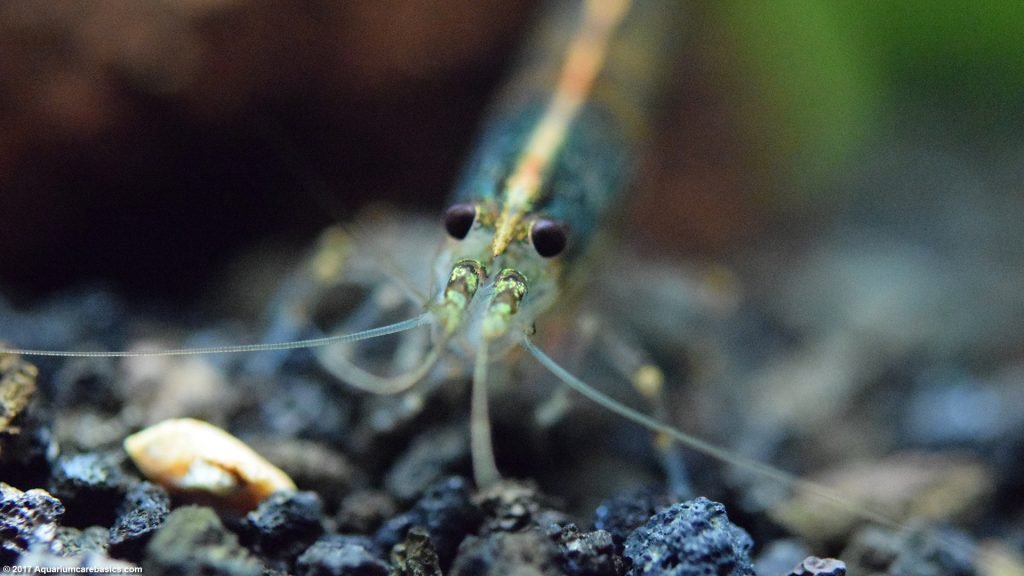 Amano Shrimp Care, Feeding, Algae Eating, Size, Lifespan - Video