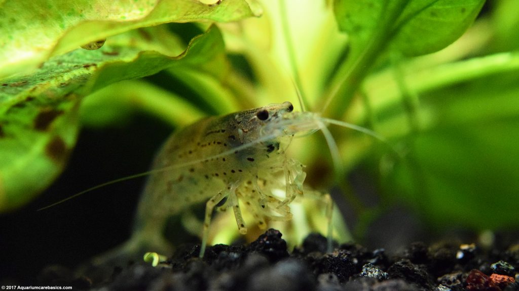 Amano Shrimp Care, Feeding, Algae Eating, Size, Lifespan - Video
