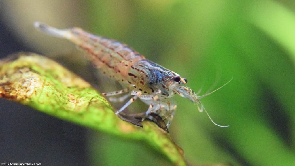 Amano Shrimp Care, Feeding, Algae Eating, Size, Lifespan - Video