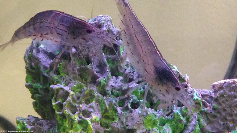 Amano Shrimp Care, Feeding, Algae Eating, Size, Lifespan - Video