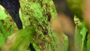 Amazon Sword Plant Care, Growth Rate, Roots & Leaves