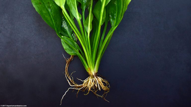 Amazon Sword Plant Care, Growth Rate, Roots & Leaves