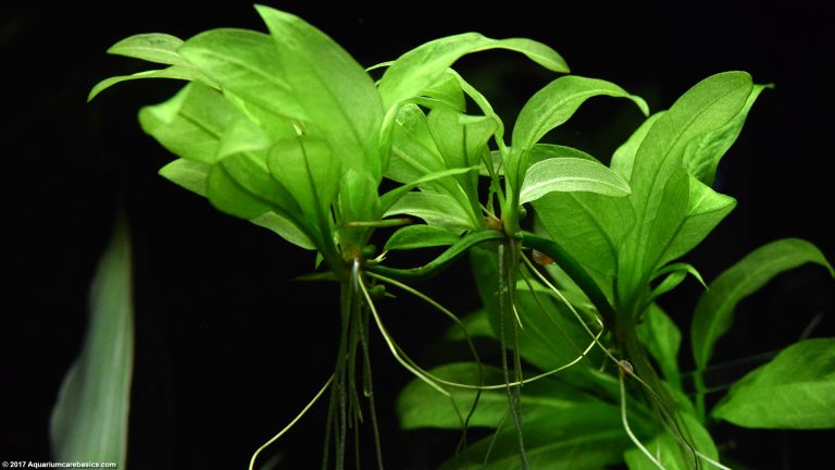 Amazon Sword Plant Care, Growth Rate, Roots & Leaves