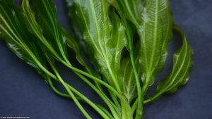 Amazon Sword Plant Care, Growth Rate, Roots & Leaves