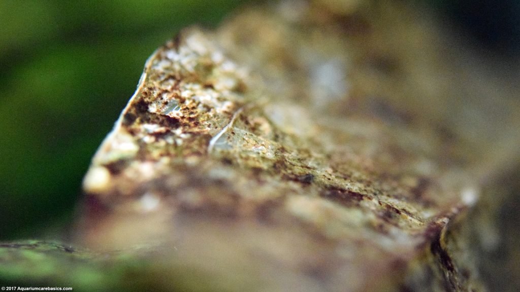 Amazon Sword Plant Care, Growth Rate, Roots & Leaves