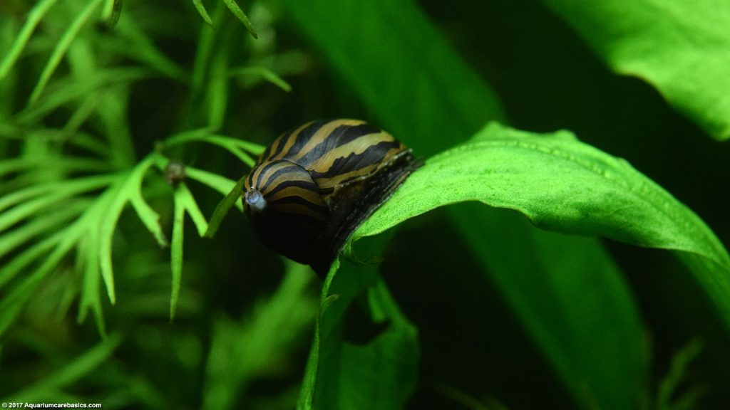Nerite Snails: Algae Eating, Care, Lifespan, Eggs - Video