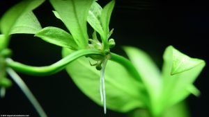 Amazon Sword Plant Care, Growth Rate, Roots & Leaves