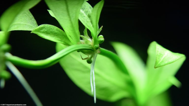 Amazon Sword Plant Care, Growth Rate, Roots & Leaves