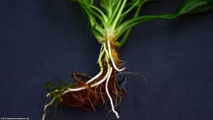 Amazon Sword Plant Care, Growth Rate, Roots & Leaves