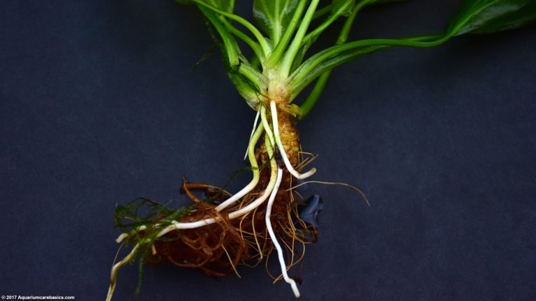 Amazon Sword Plant Care, Growth Rate, Roots & Leaves