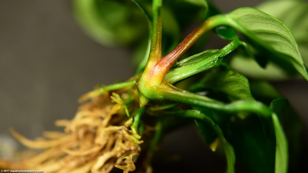Anubias Barteri: Plant Types, Care, Propagation & Algae