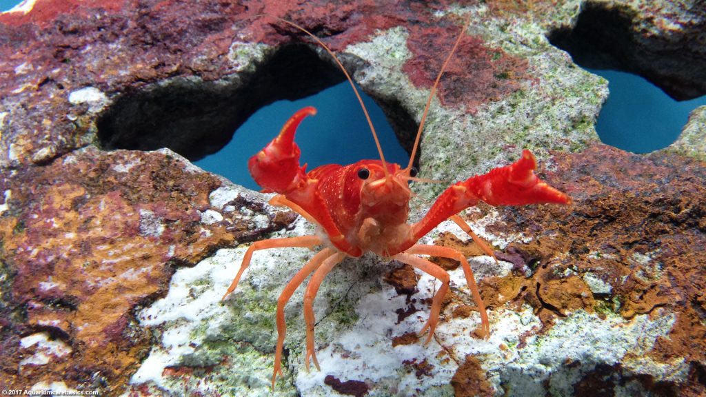 Aquarium Crayfish: Think About A Species Tank - Video