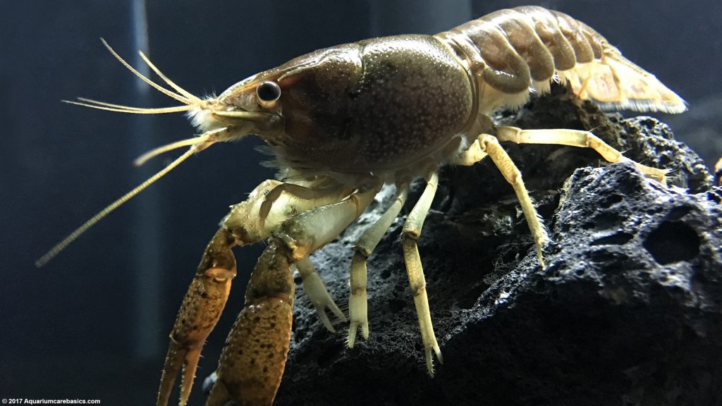 Aquarium Crayfish: Think About A Species Tank - Video