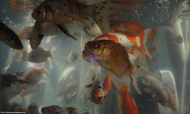 Fish Count: Aquarium Water & Bio-Load Capacity - Video