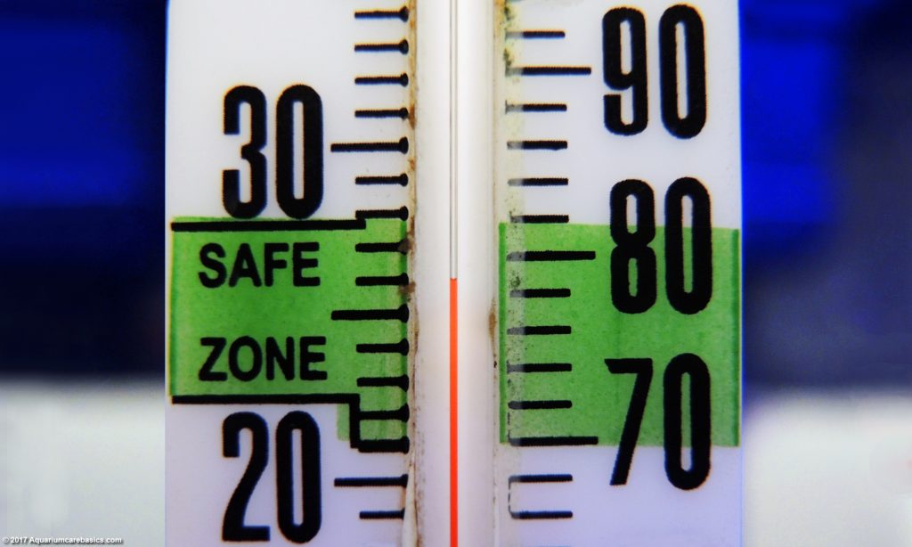 Add Fish Gently To A Tank: Temperature & Parameters