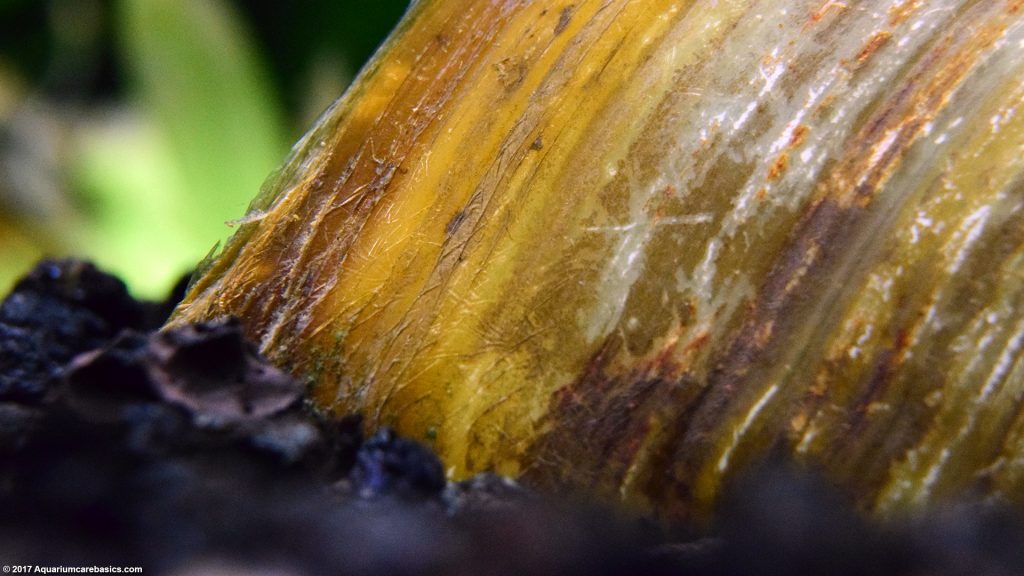 Asian Gold Clam: Care, Feeding, Size, Tank Mates - Video