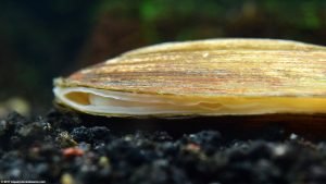 Freshwater Clams: Care, Food, Size, Lifespan & Tankmates - Video