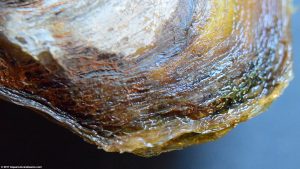 Asian Gold Clam: Care, Feeding, Size, Tank Mates - Video