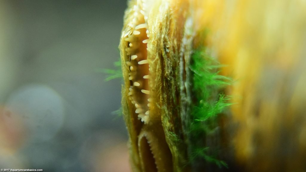 Asian Gold Clam: Care, Feeding, Size, Tank Mates - Video