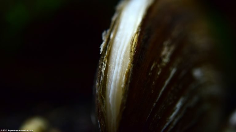 Asian Gold Clam: Care, Feeding, Size, Tank Mates - Video