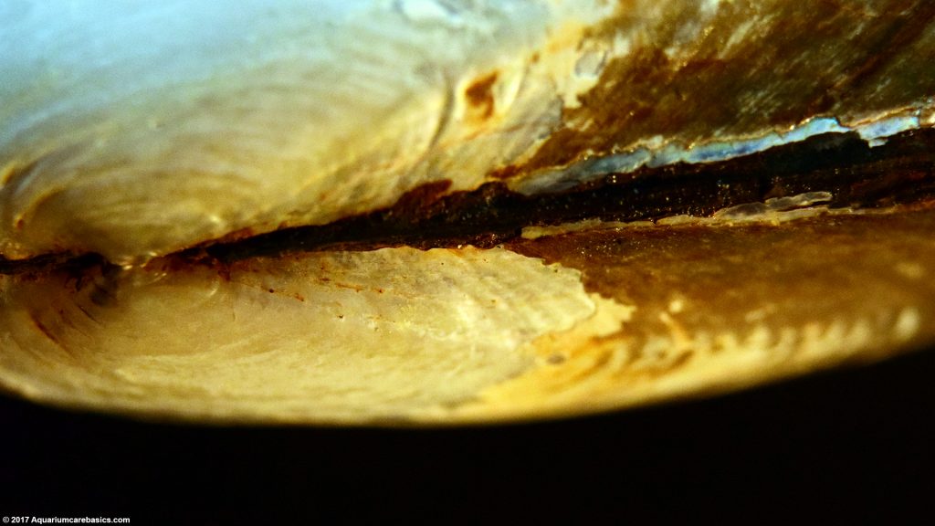 Asian Gold Clam: Care, Feeding, Size, Tank Mates - Video