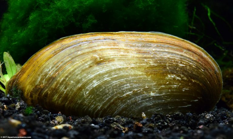 Asian Gold Clam: Care, Feeding, Size, Tank Mates - Video