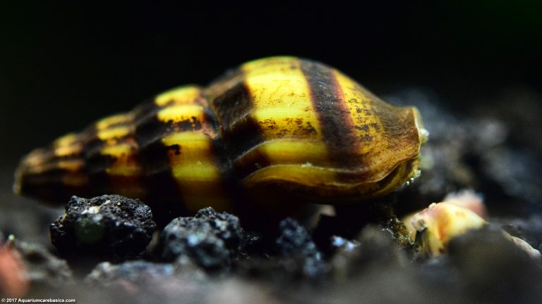 Assassin Snail: Care, Size, Diet, Feeding & Tankmates - Video