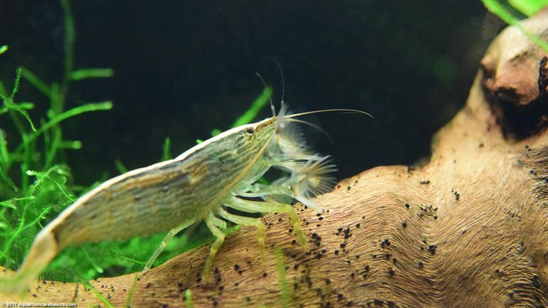 Bamboo Shrimp: Tank Mates, Food, Care, Feeding - Video