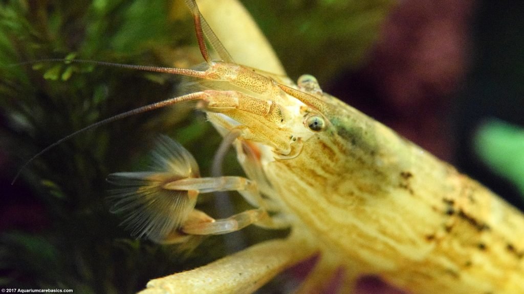 Freshwater Shrimp Can Be Great Additions To A Tank - Video