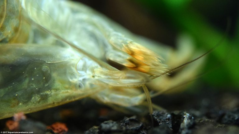 Bamboo Shrimp: Tank Mates, Food, Care, Feeding - Video