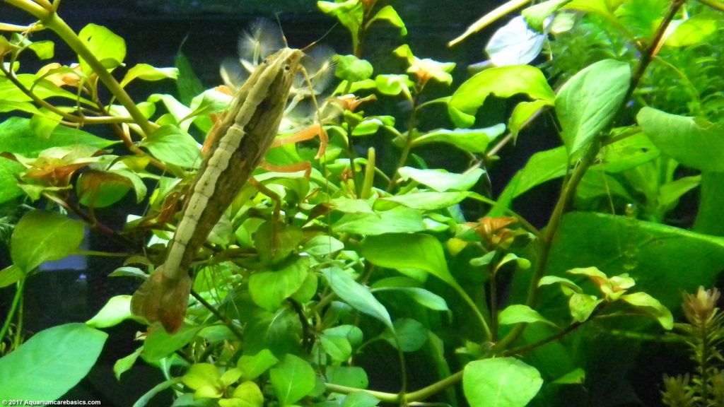 Bamboo Shrimp: Tank Mates, Food, Care, Feeding - Video