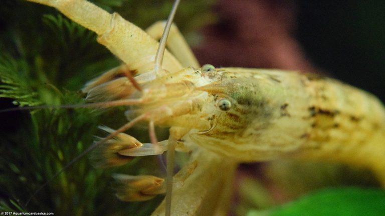 Bamboo Shrimp: Tank Mates, Food, Care, Feeding - Video