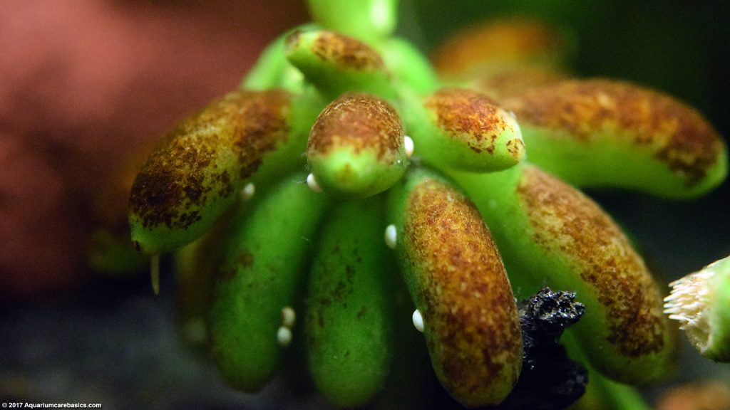 Nerite Snails: Algae Eating, Care, Lifespan, Eggs - Video