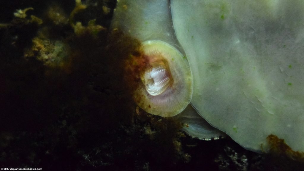 Nerite Snails: Algae Eating, Care, Lifespan, Eggs - Video