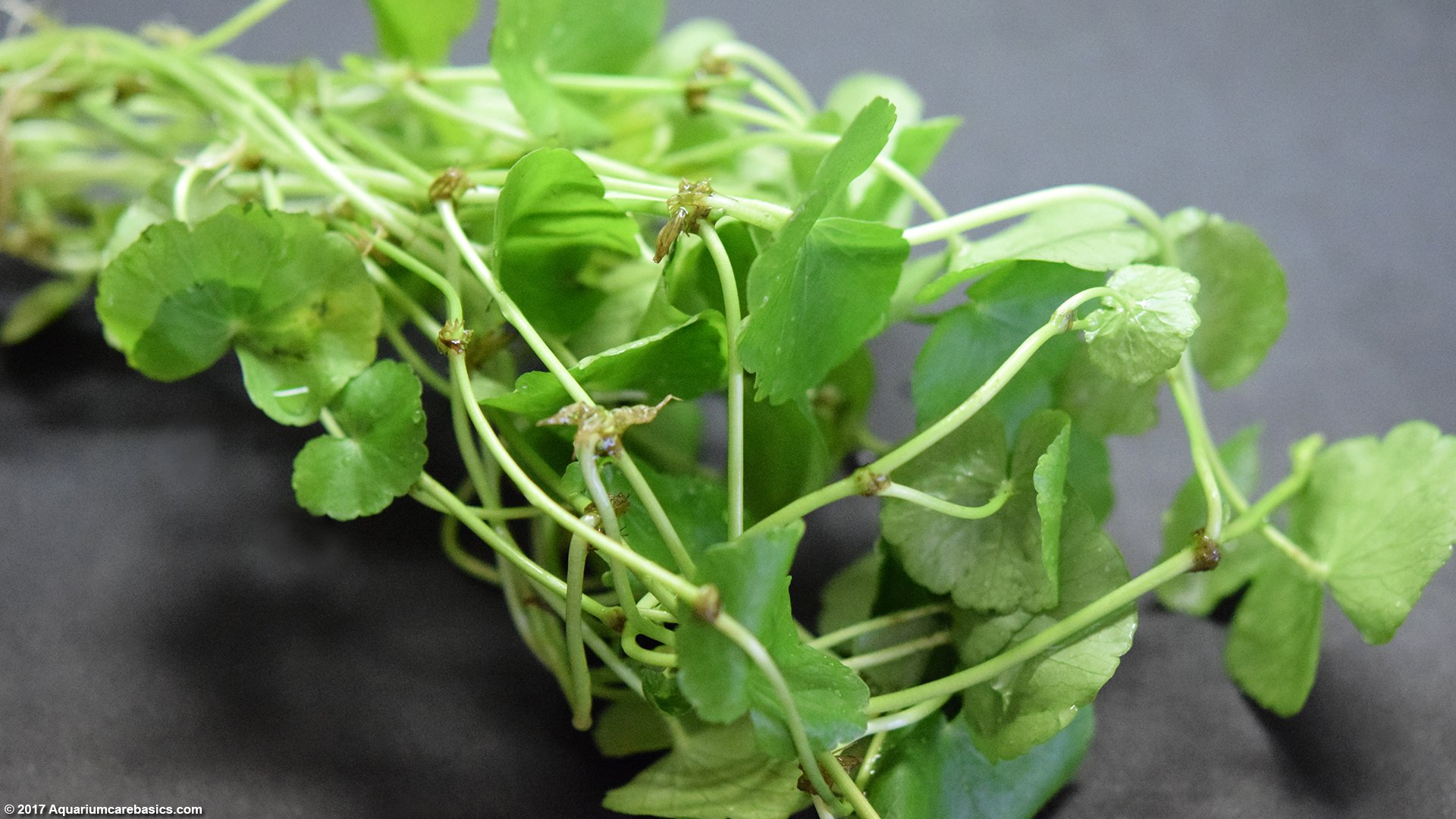 Brazilian Pennywort Care Roots Stems Leaves Brazilian Pennywort Care Roots Stems Leaves