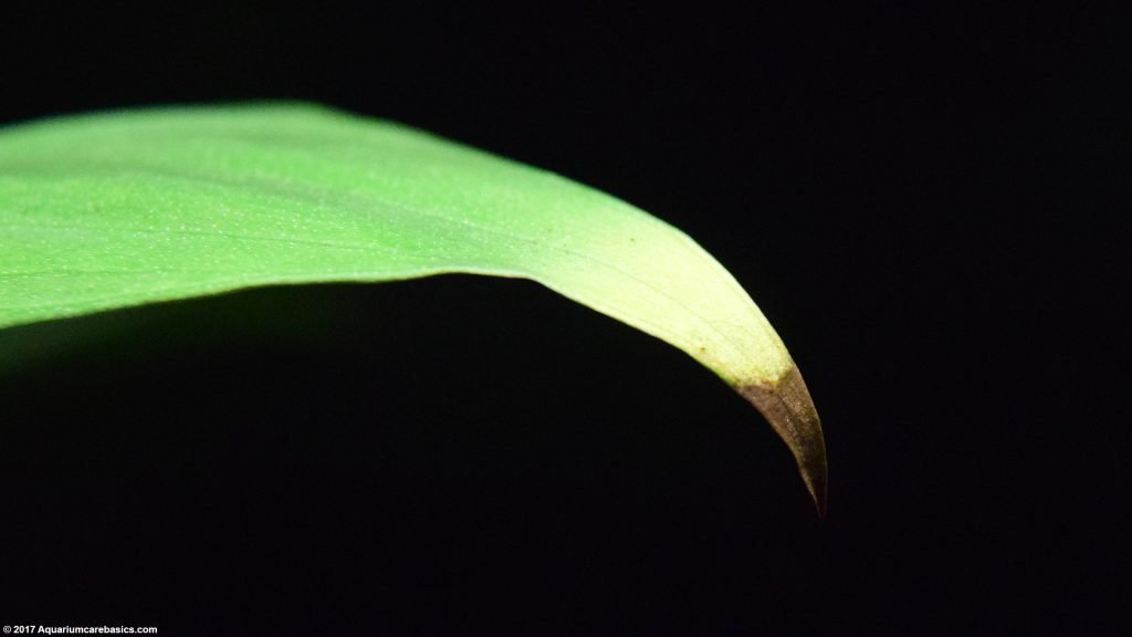 Brazilian Sword Plant Care: Issues In Freshwater Tanks
