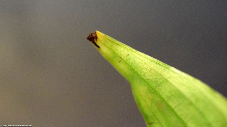 Brazilian Sword Plant Care: Issues In Freshwater Tanks