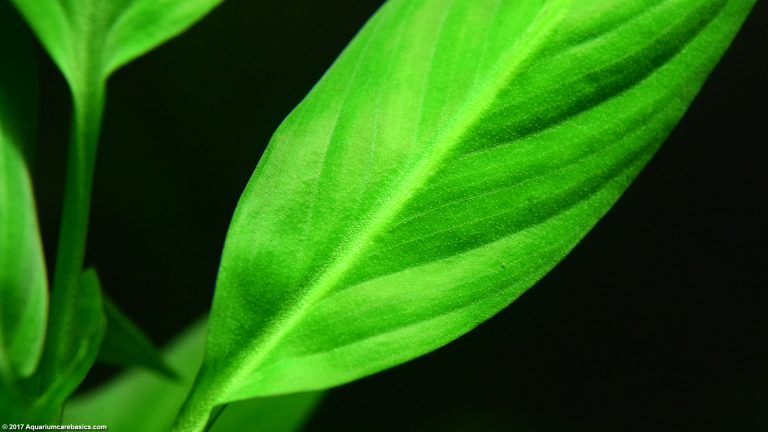 Brazilian Sword Plant Care: Issues In Freshwater Tanks