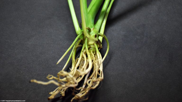 Brazilian Sword Plant Care: Issues In Freshwater Tanks