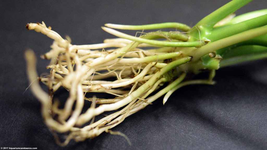 Brazilian Sword Plant Care: Issues In Freshwater Tanks