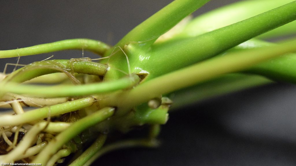 Brazilian Sword Plant Care: Issues In Freshwater Tanks