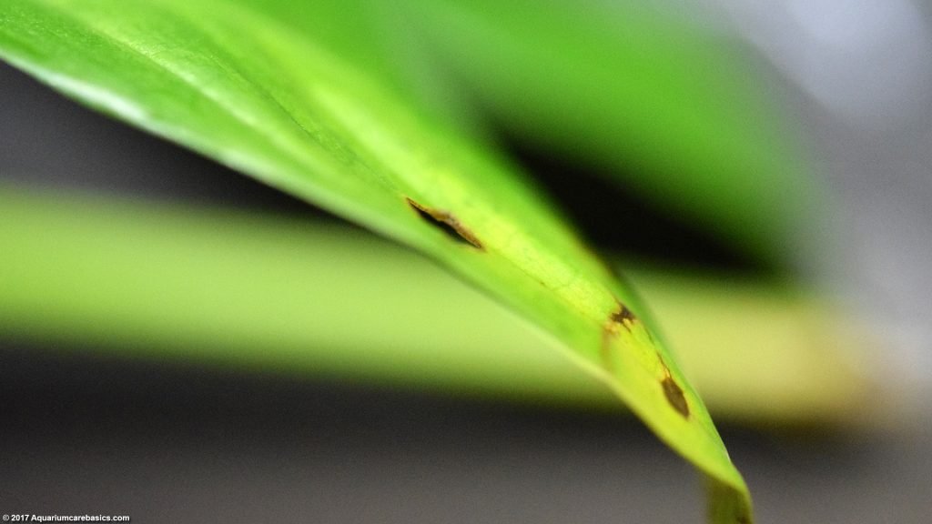 Brazilian Sword Plant Care: Issues In Freshwater Tanks