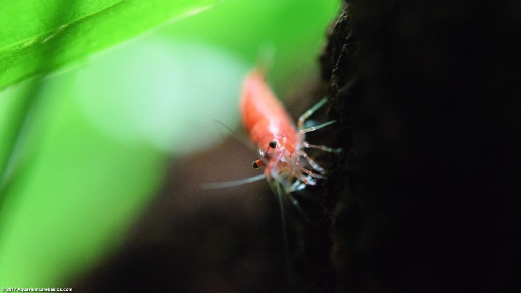 Red Cherry Shrimp, Care, Feeding, Tank Mates & Lifespan