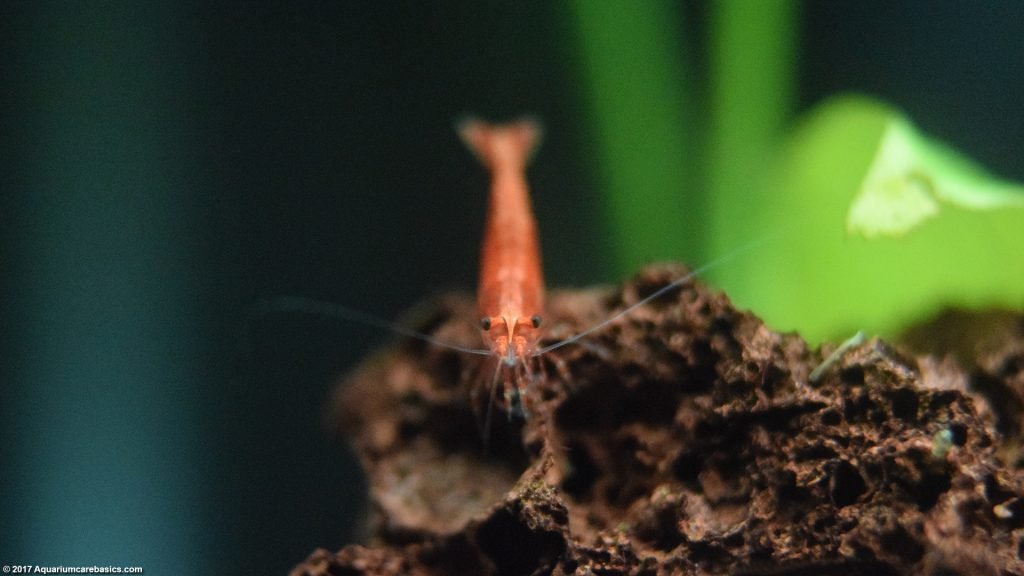 Red Cherry Shrimp, Care, Feeding, Tank Mates & Lifespan